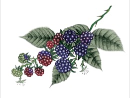 Four Winds Graphics & Illustration Home Page